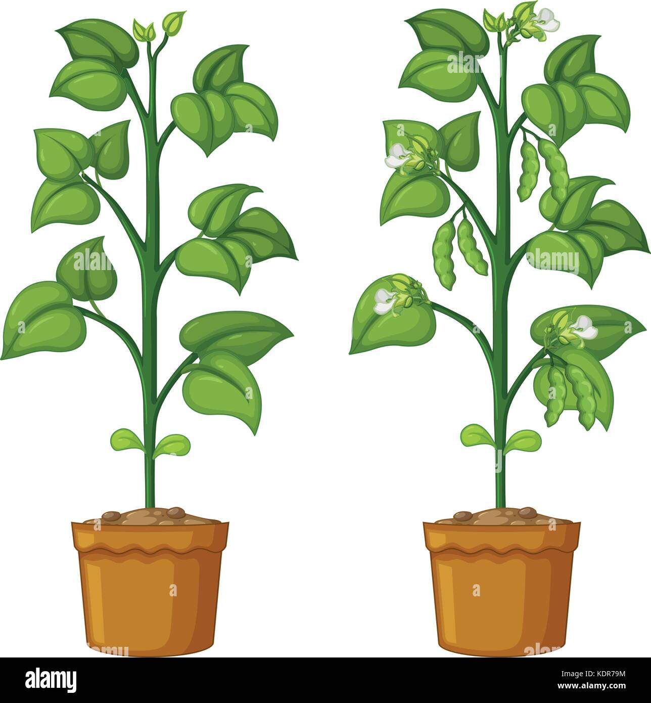 Two potted plants with beans illustration Stock Vector Image & Art - Alamy