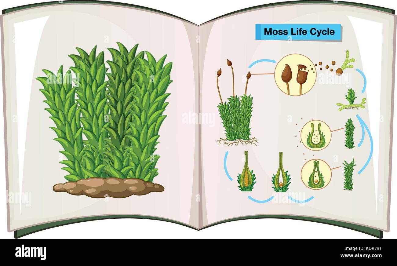 Tree life cycle diagram hi-res stock photography and images - Alamy