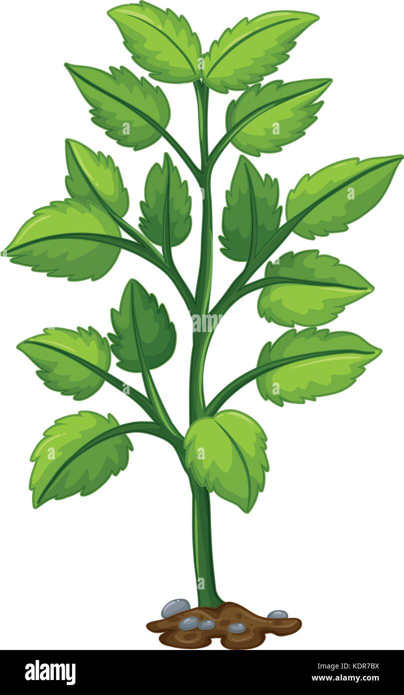 Green tree growing from underground illustration Stock Vector Image ...