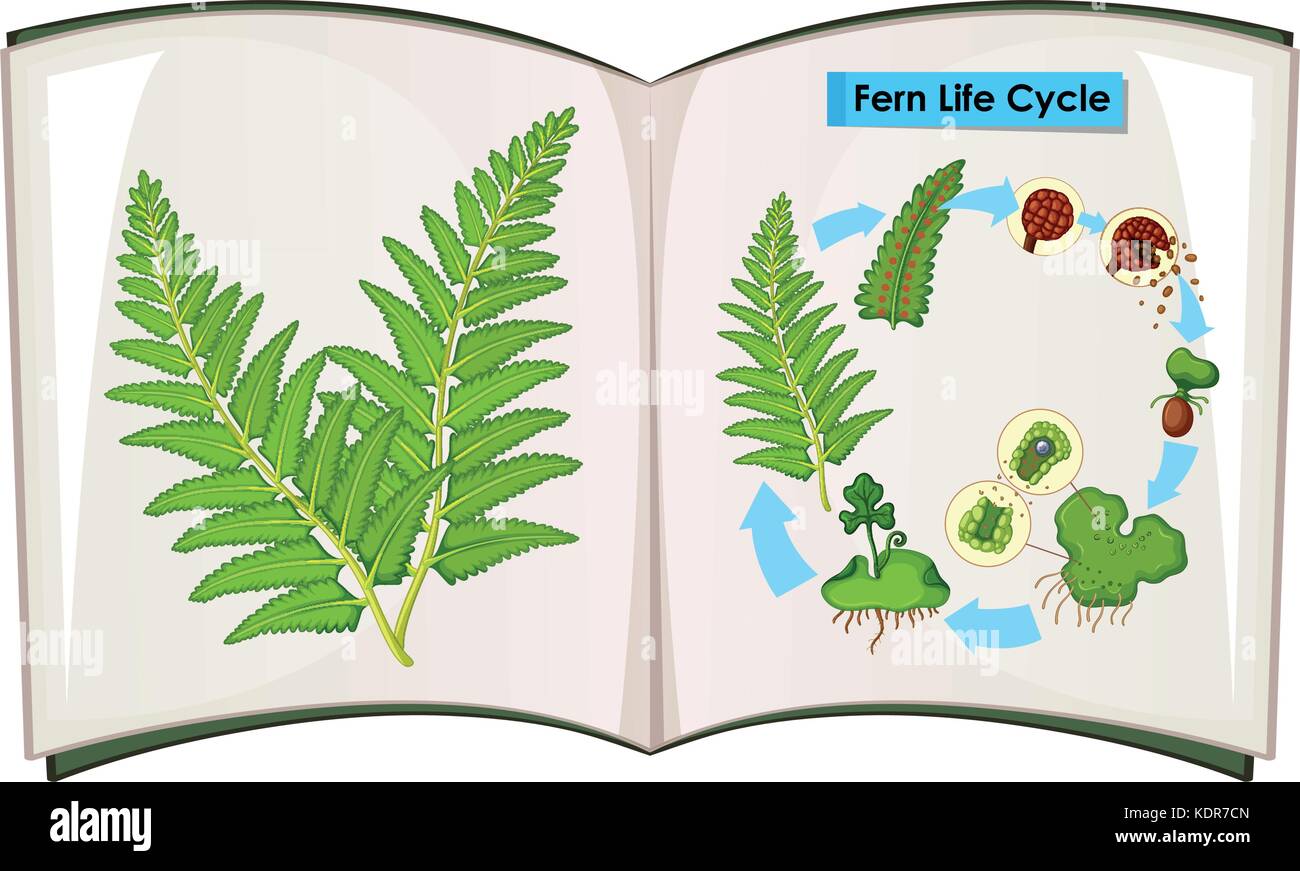 Book of fern life cycle illustration Stock Vector Image & Art - Alamy