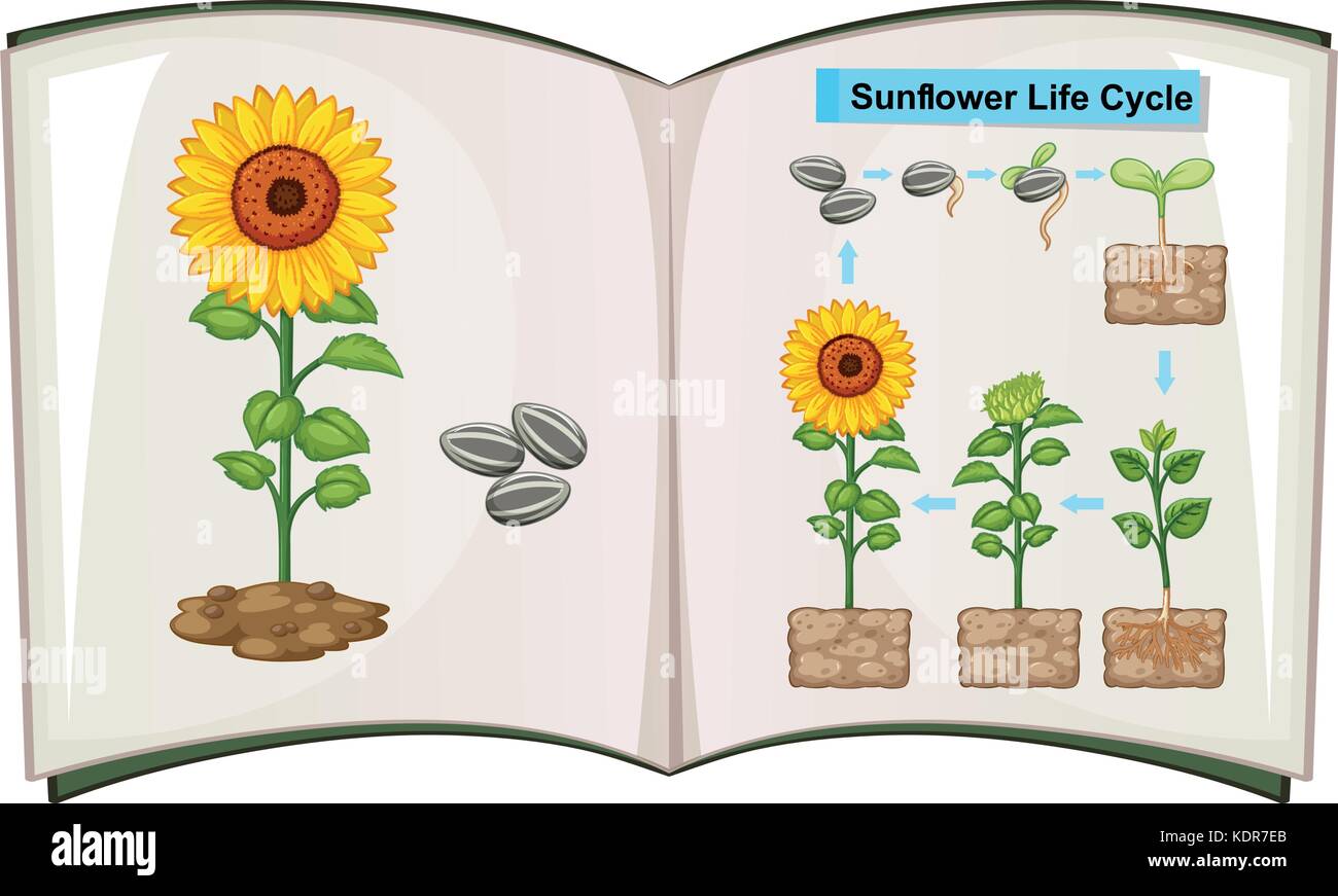 Book showing diagram of sunflower life cycle illustration Stock Vector ...