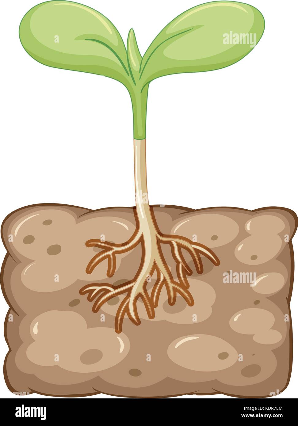 Plant growing from underground illustration Stock Vector Image & Art ...
