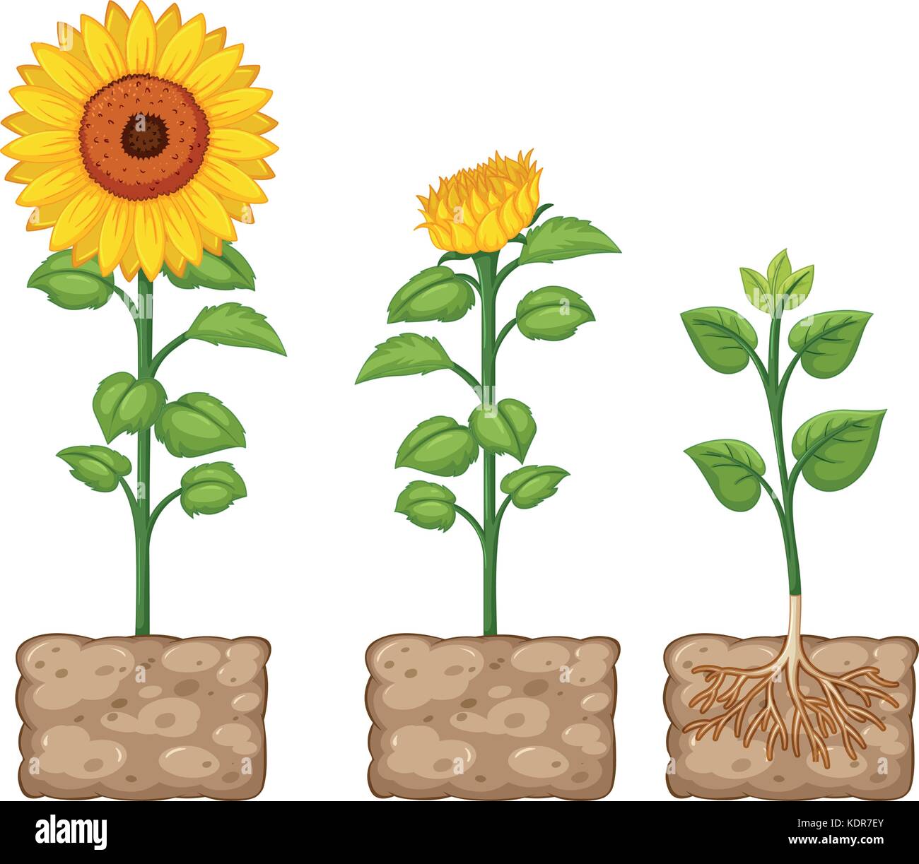 Growing sunflowers Stock Vector Images - Alamy