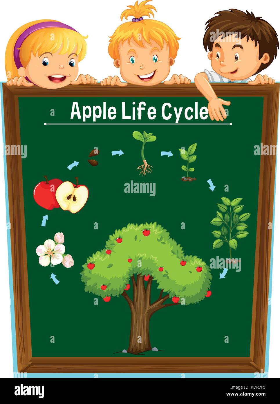 Kids looking at apple life cycle illustration Stock Vector Image & Art ...