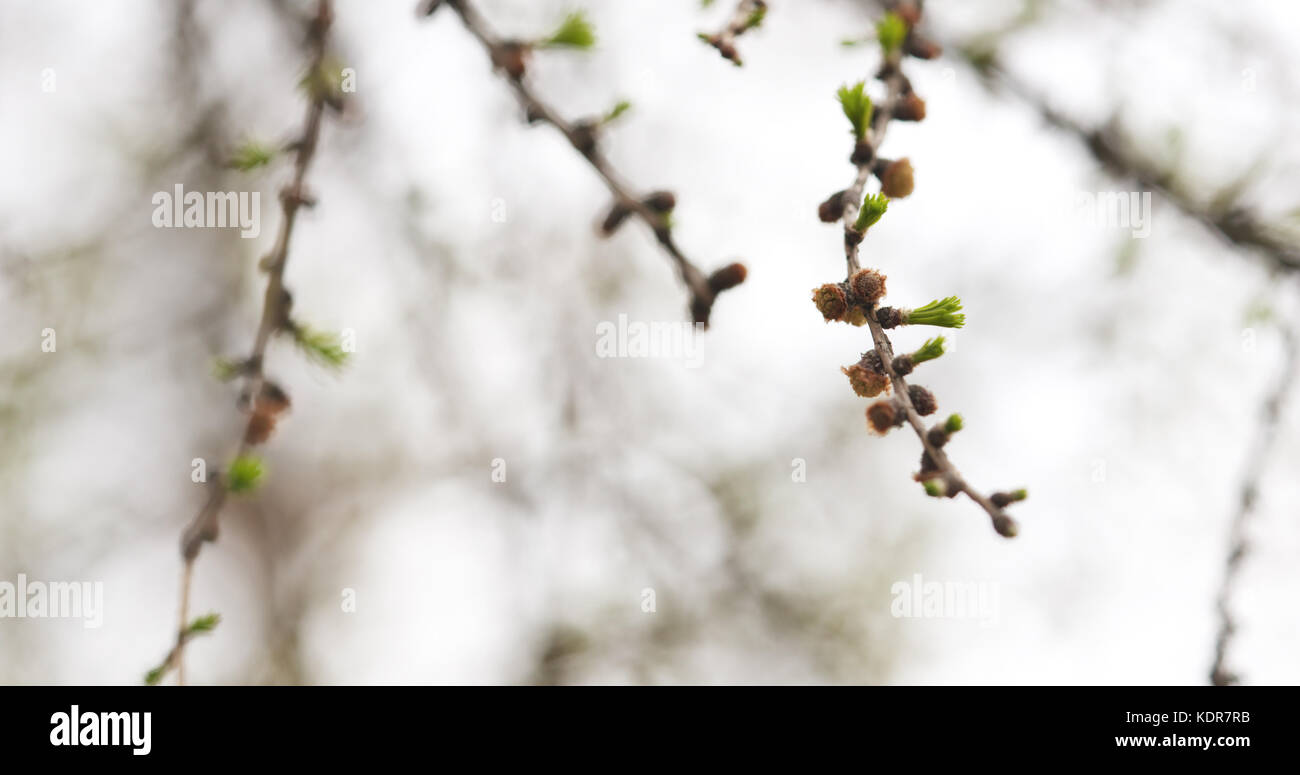 larch tree branch in spring Stock Photo - Alamy
