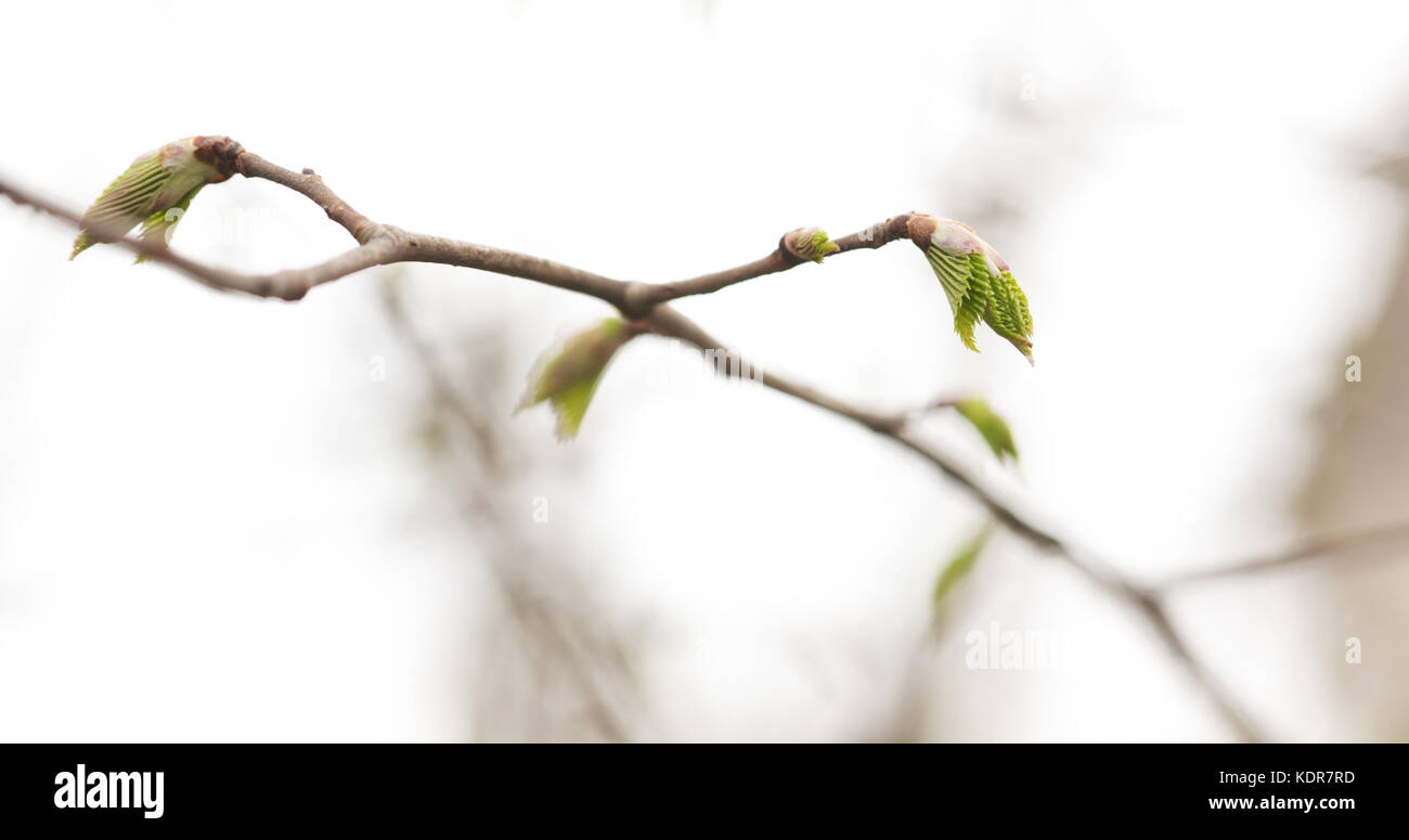 ulmus glabra elm leaves in spring day Stock Photo - Alamy