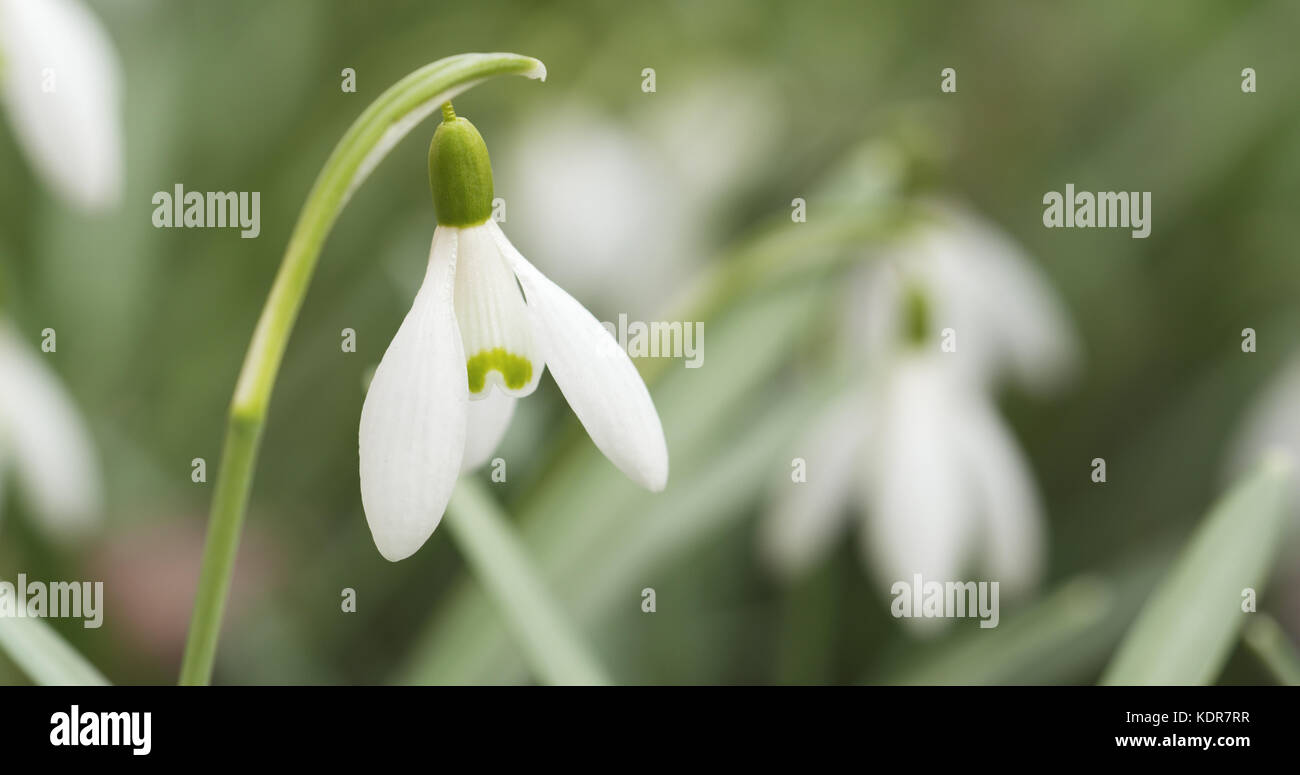 snowdrops in spring morning Stock Photo - Alamy