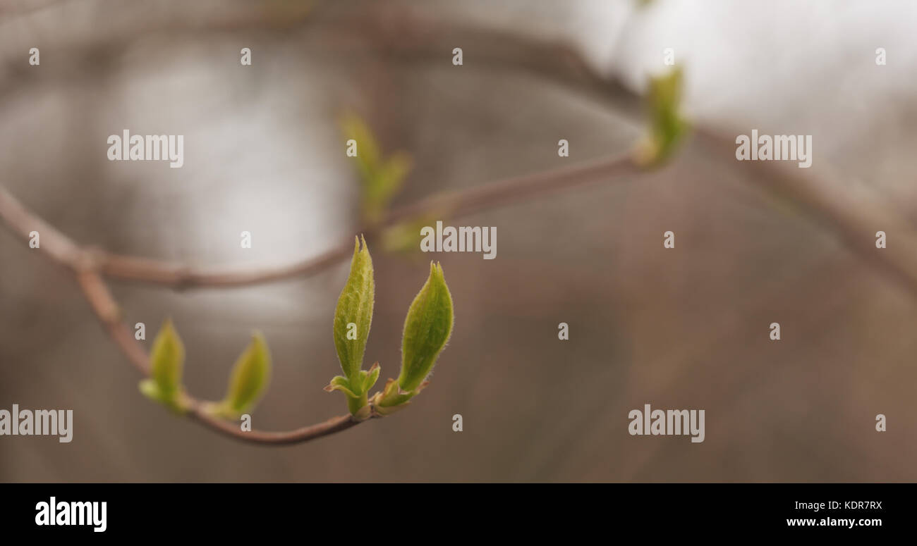 Bird cherry leaves hi-res stock photography and images - Alamy