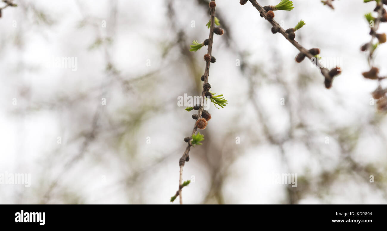 larch tree branch in spring Stock Photo - Alamy