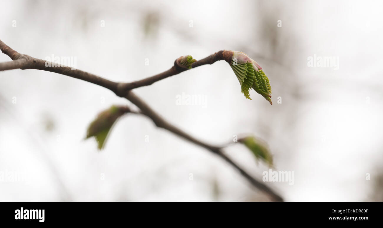 ulmus glabra elm leaves in spring day Stock Photo - Alamy