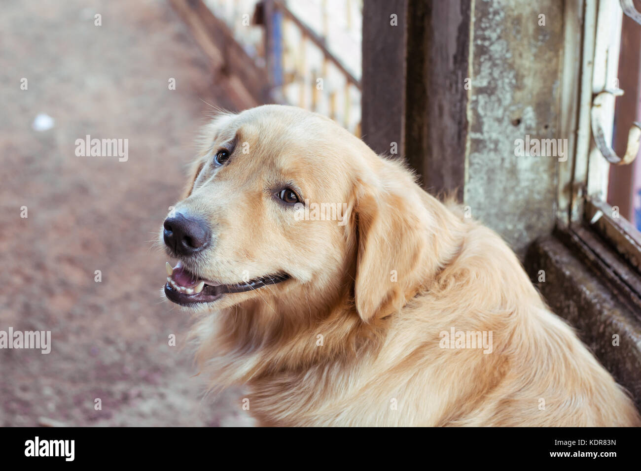 close up of a golden retriever's face Stock Photo - Alamy