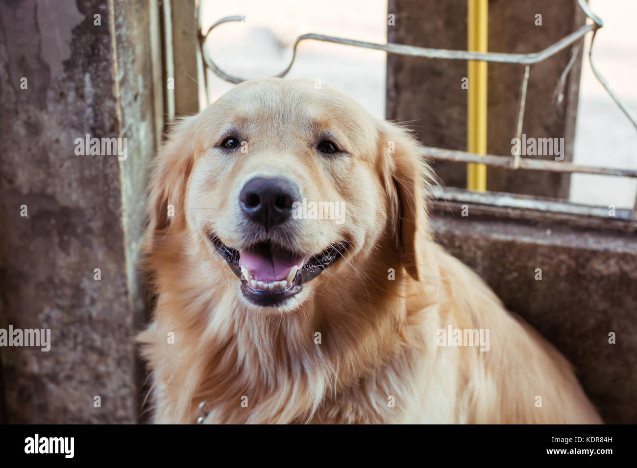 Smiling golden retrievers hi-res stock photography and images - Alamy