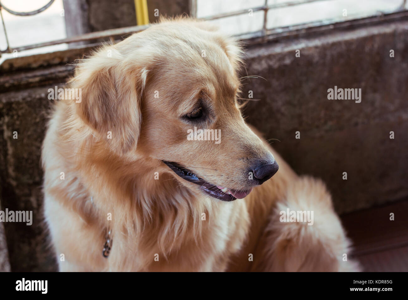 close up of a golden retriever's face Stock Photo - Alamy