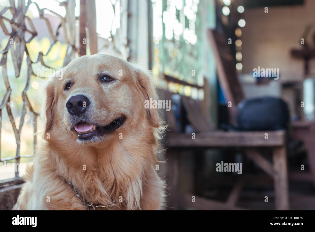 Golden retriever face hi-res stock photography and images - Alamy