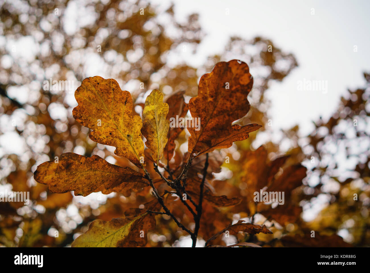 Closeup varicolored leaf on tree hi-res stock photography and images ...