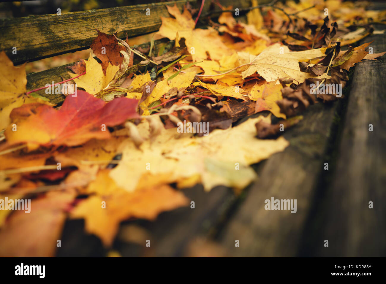 fallen autumn leaves on old wood bench Stock Photo - Alamy
