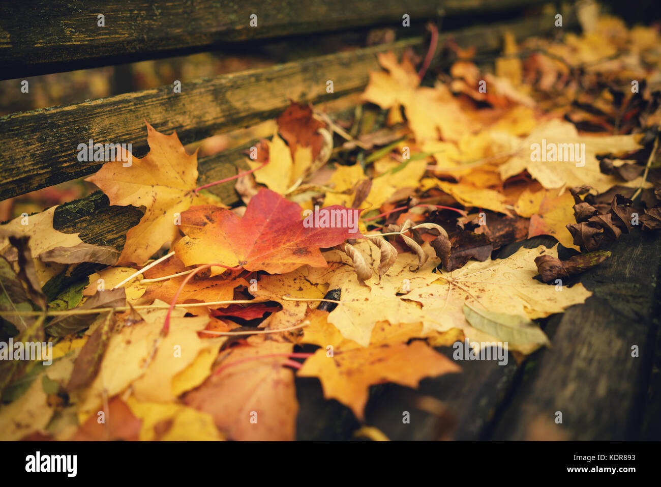 Beautiful old bench hi-res stock photography and images - Alamy