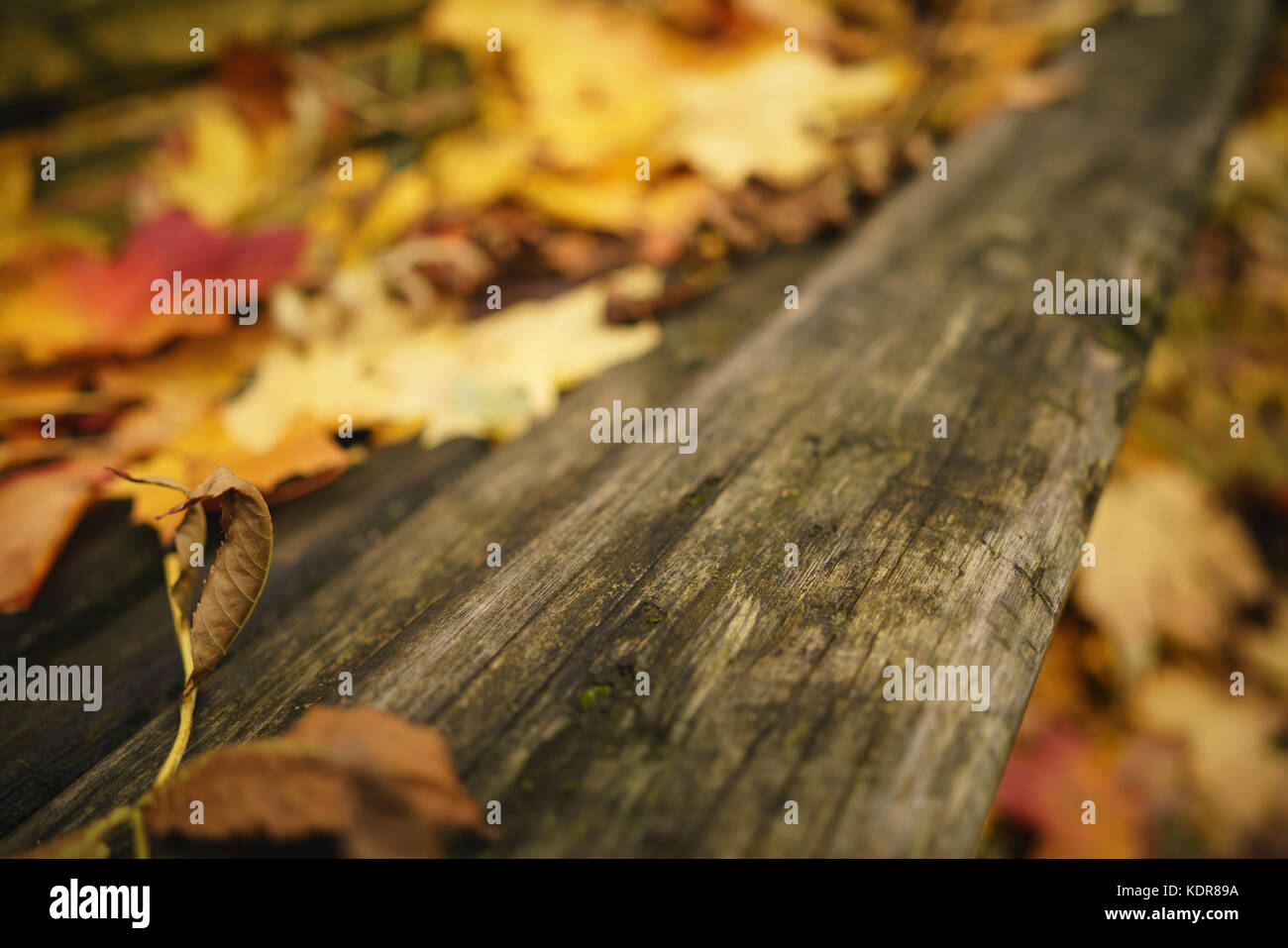 fallen autumn leaves on old wood bench Stock Photo - Alamy