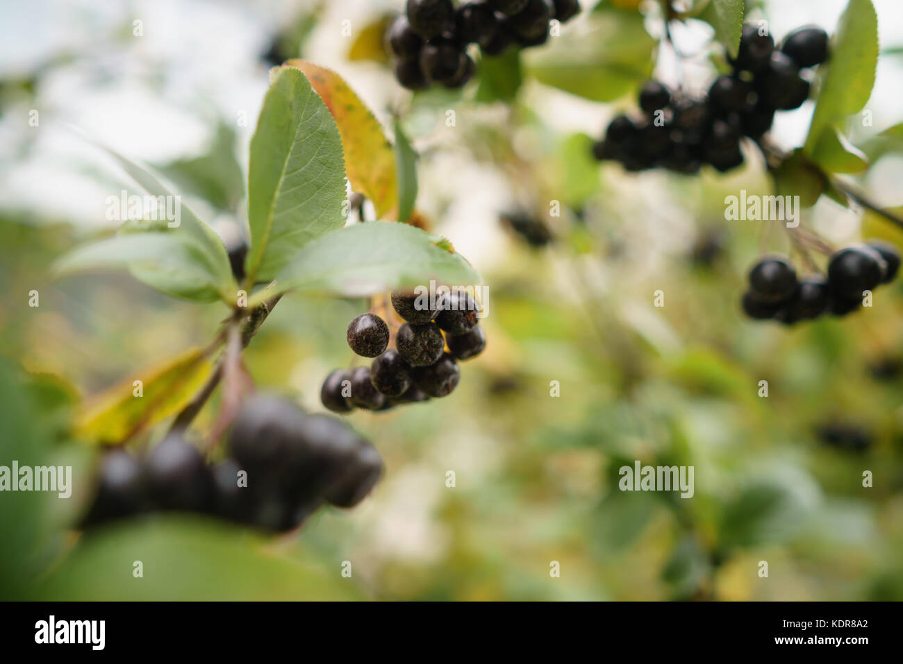 Aronia berries on tree in autumn Stock Photo - Alamy