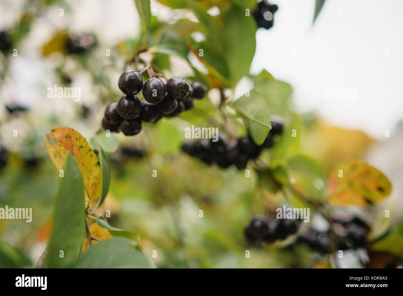 Ripe aronia berries on the bush aronia melanocarpa hi-res stock ...