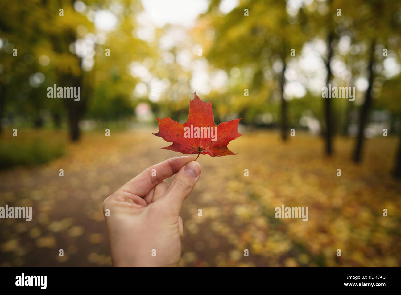 POV man hand hold red maple leaf while walking in alley Stock Photo - Alamy