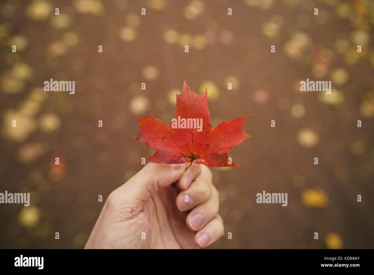 POV man hand hold red maple leaf while walking in alley Stock Photo - Alamy