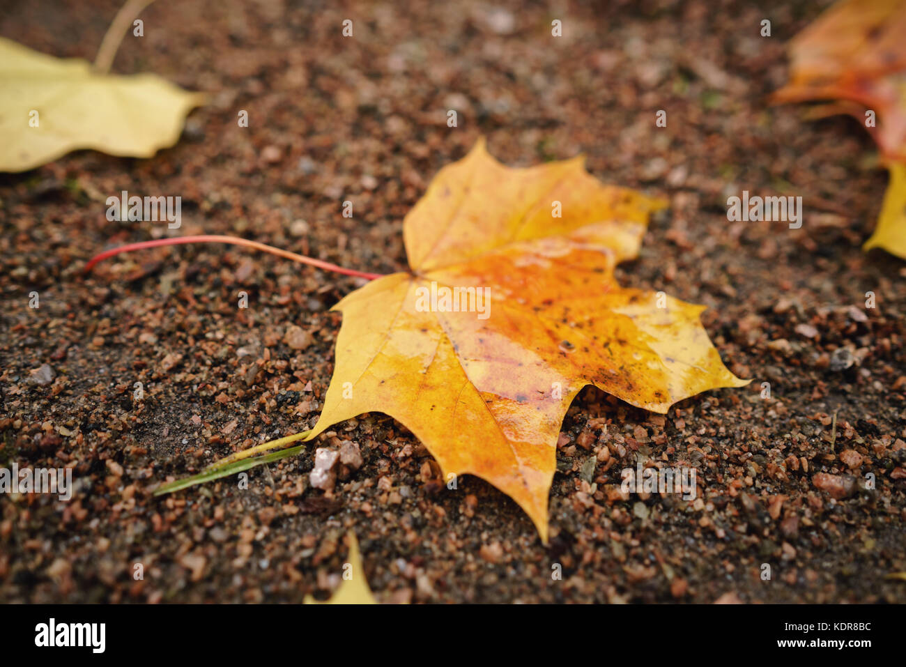 Photo of autumn leaf hi-res stock photography and images - Alamy