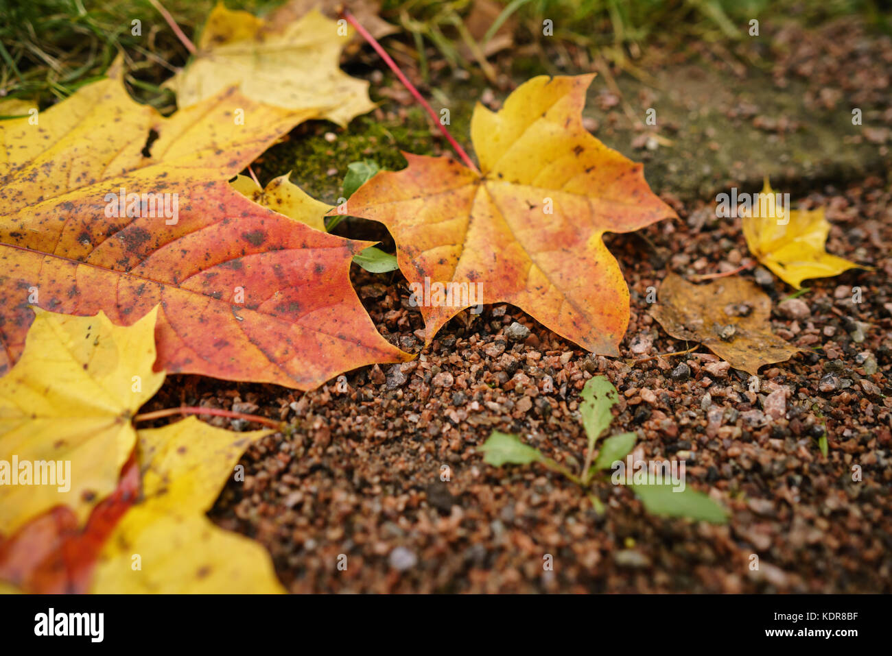 fallen autumn maple leaf on ground at the morning Stock Photo - Alamy