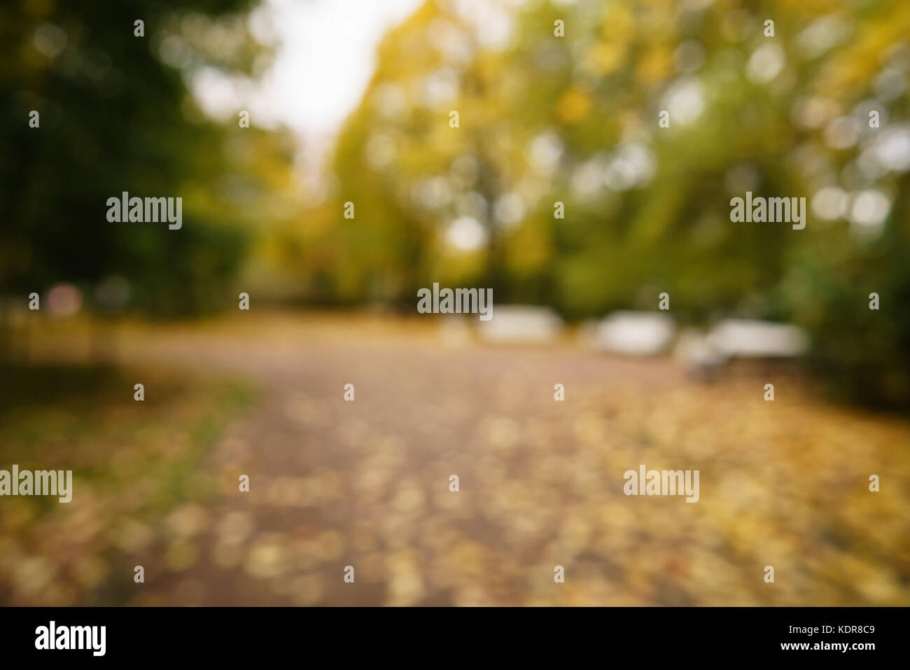 bokeh background of autumn town with golden fall trees and fallen ...