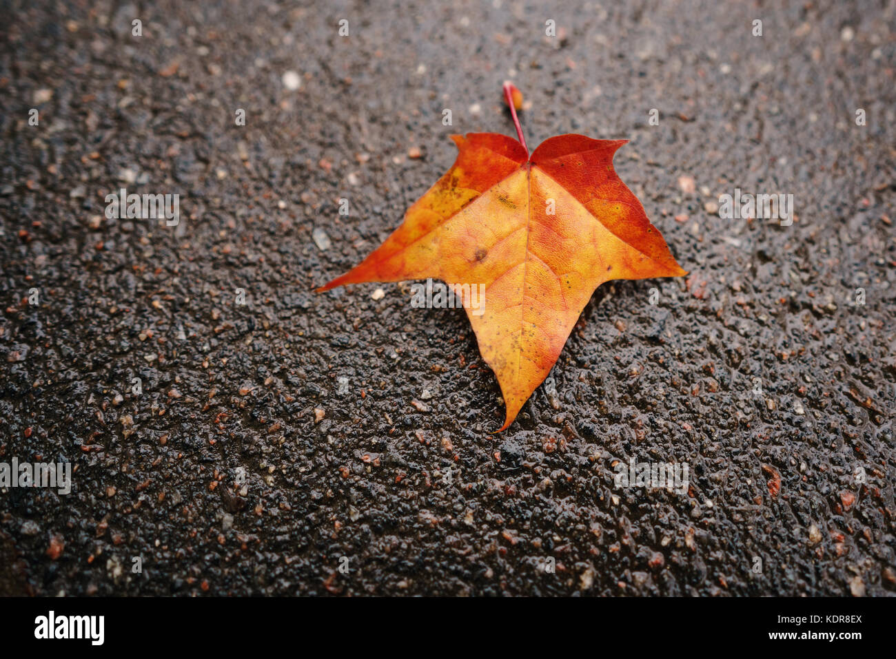 Autumn leaf on asphalt hi-res stock photography and images - Alamy