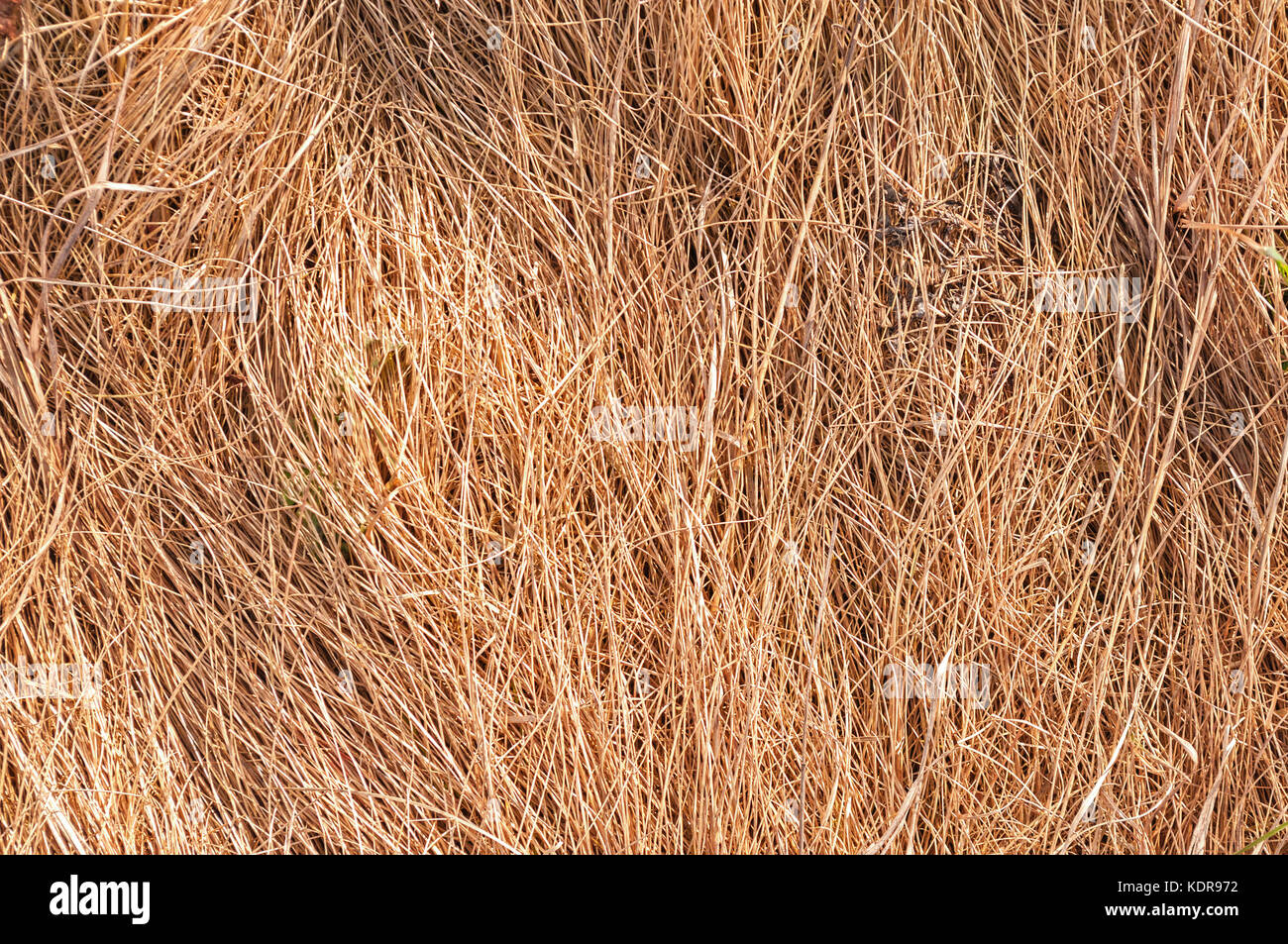 Close up view dry grass hi-res stock photography and images - Alamy
