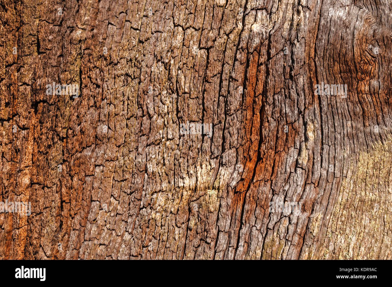 Tree Bark Close up Background Stock Photo - Alamy