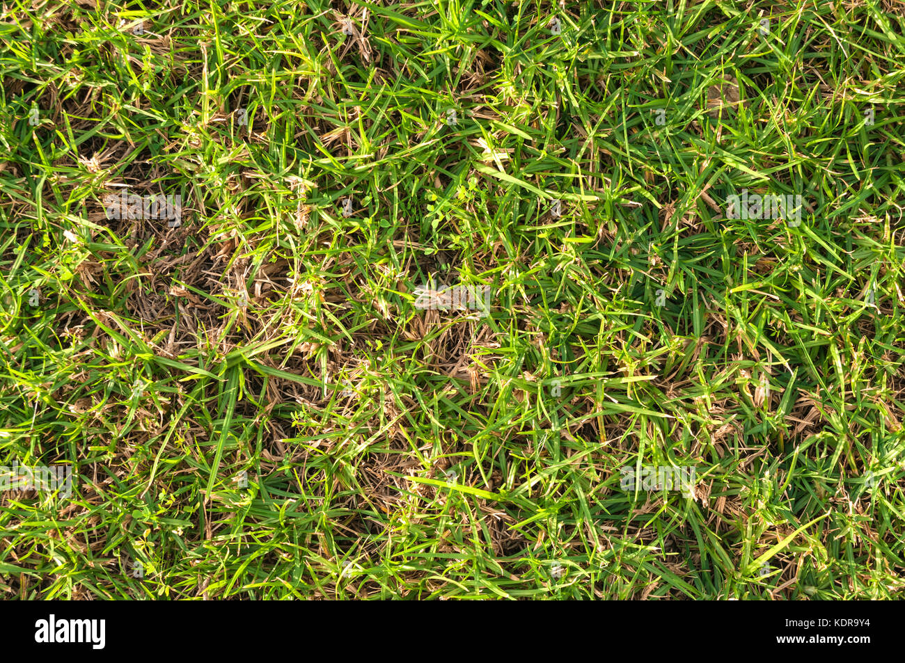 Rough Green Grass Texture Background Stock Photo - Alamy