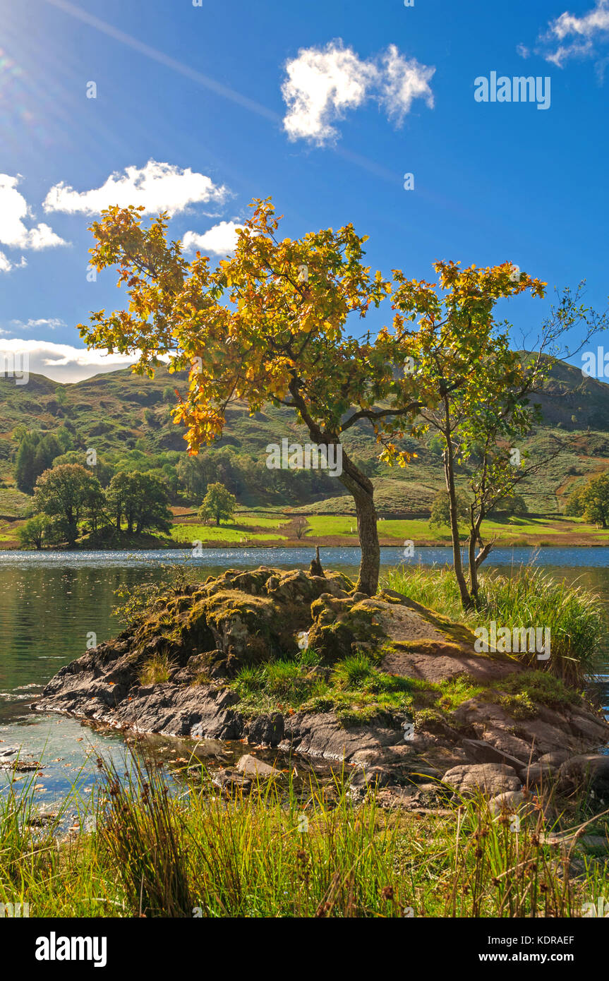 Lone Tree, Lake and Mountain, English Lake District, Rydal Water Stock ...
