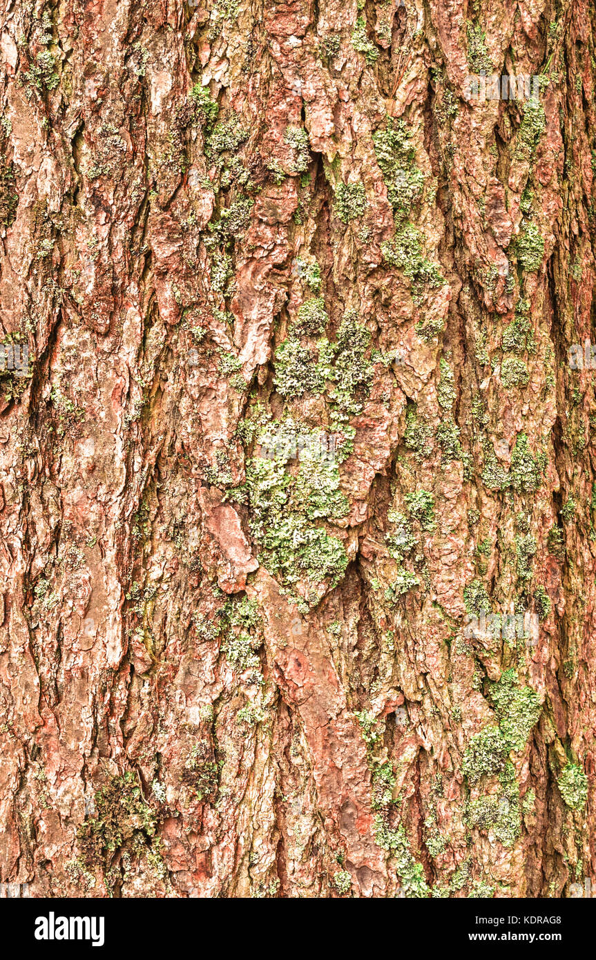 Tree Bark Close up Background Stock Photo - Alamy