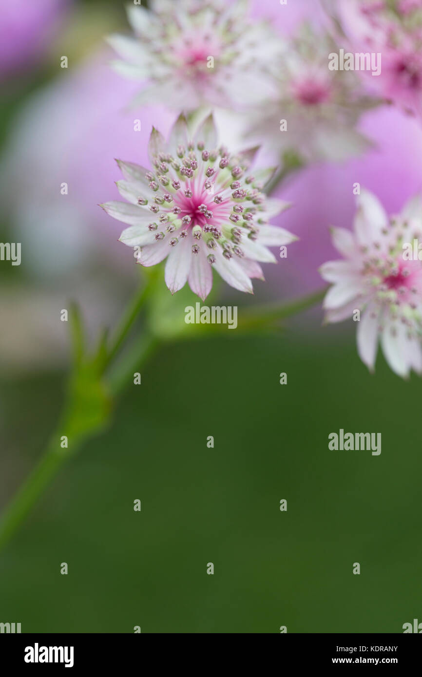 Astrantia major 'Buckland' Flower Stock Photo - Alamy