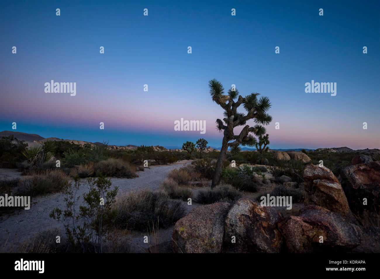A pastel sunset in the Mojave Desert with a Joshua Tree silhouetted ...