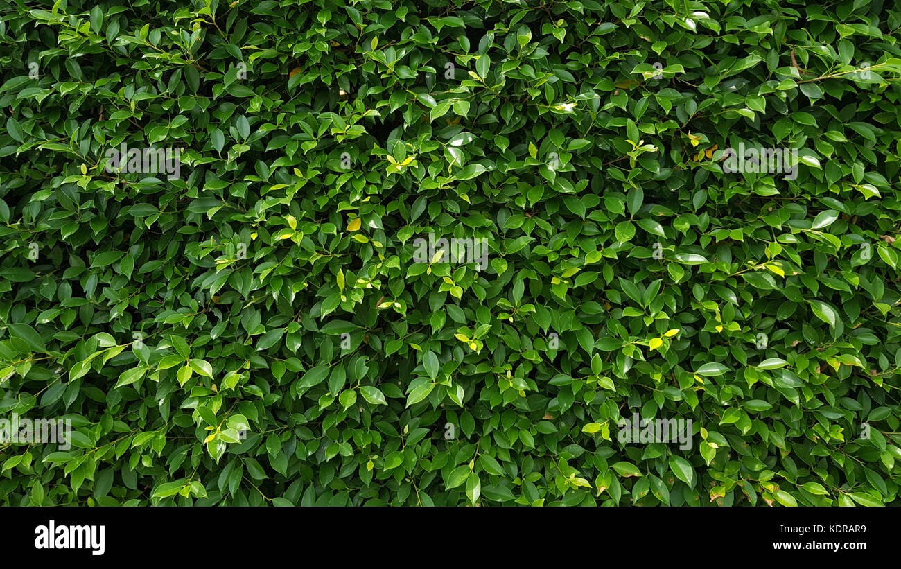 Green leaf wall texture Stock Photo - Alamy