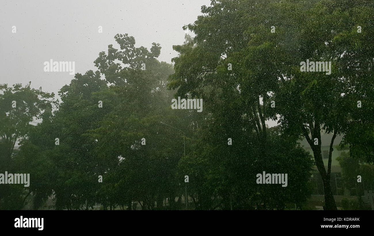 Heavy rain in the park Stock Photo - Alamy