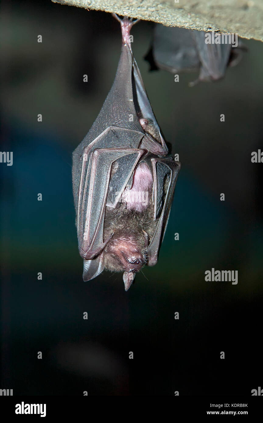 Bat claws hi-res stock photography and images - Alamy