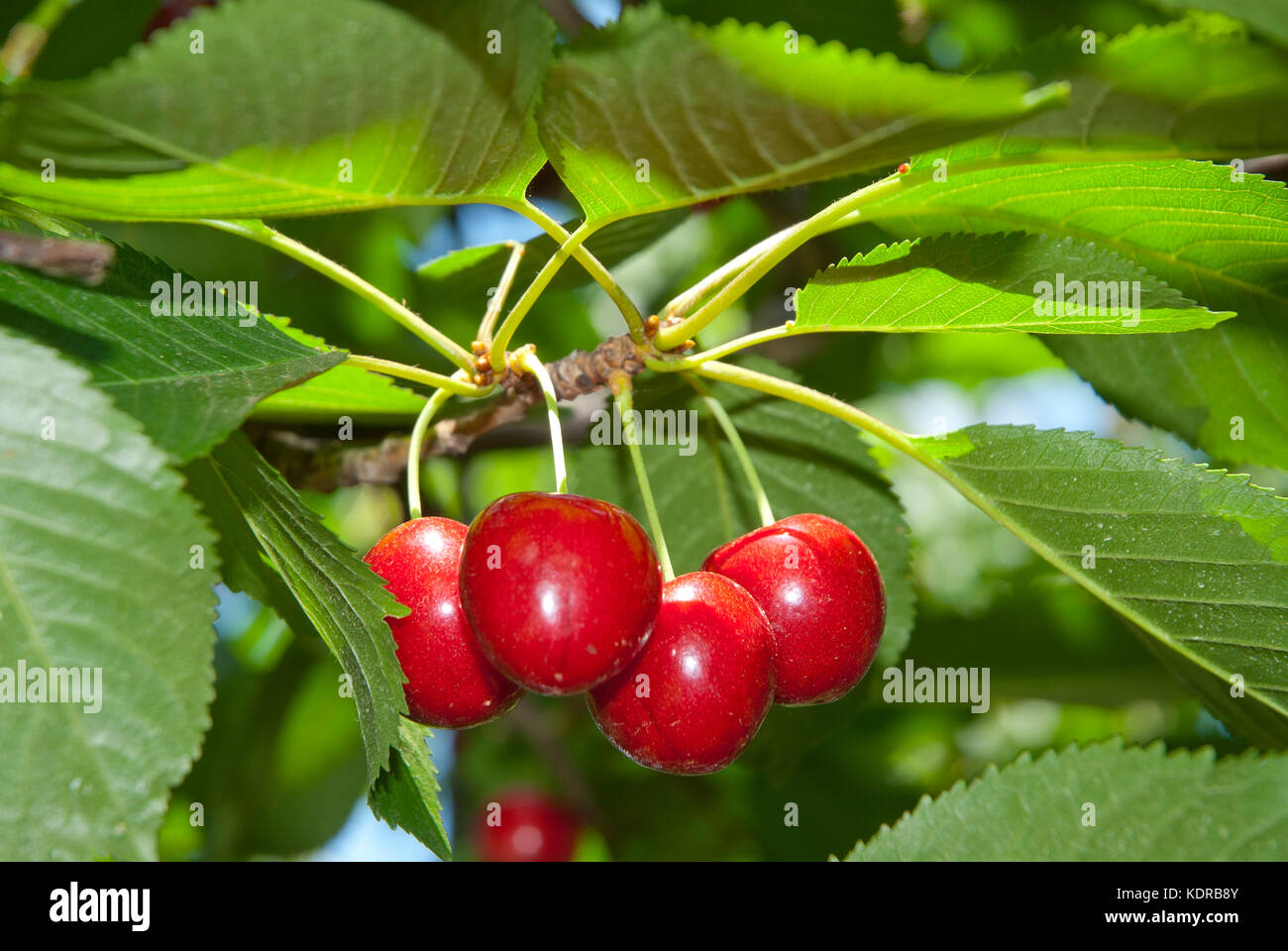 Cherries on tree Stock Photo - Alamy