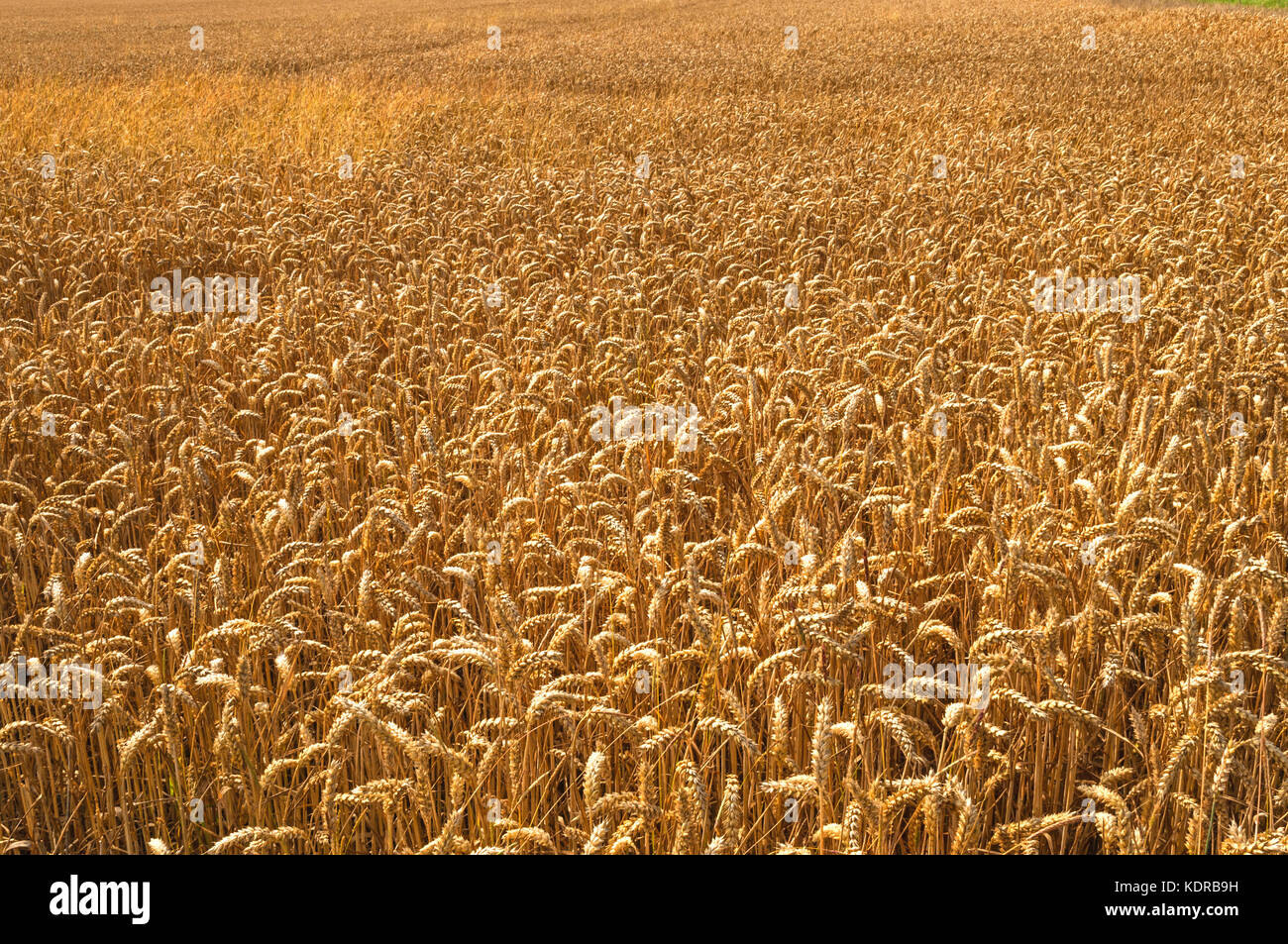 Wheat Field Ready to Harvest Stock Photo - Alamy