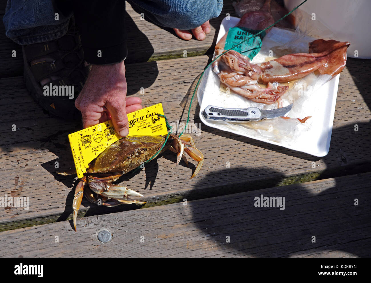 Crab Measure scale, Oregon, USA Stock Photo - Alamy
