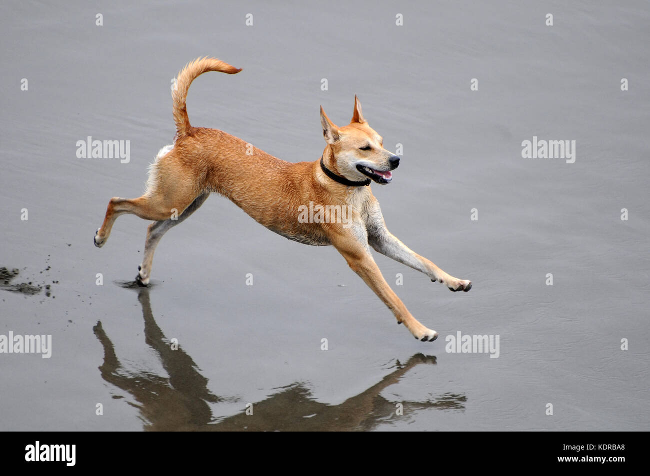 Run on beach hi-res stock photography and images - Alamy