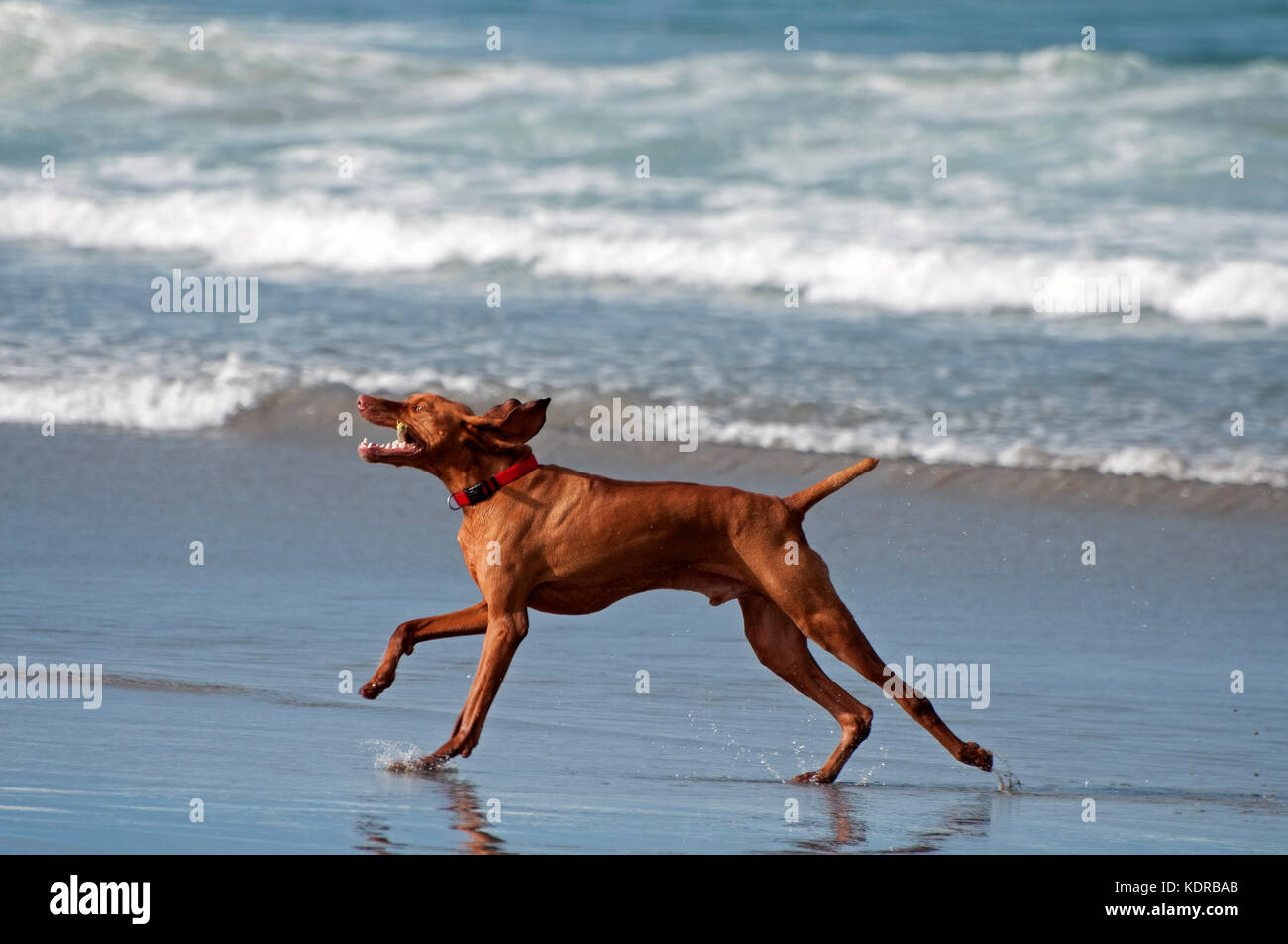 Funny running on beach hi-res stock photography and images - Alamy