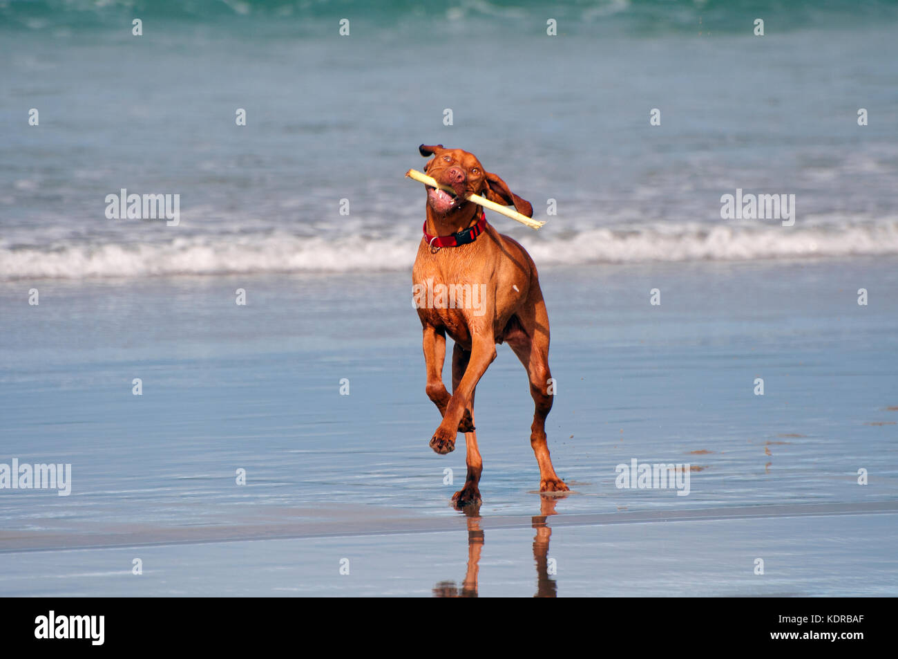 Dog run on beach Stock Photo - Alamy