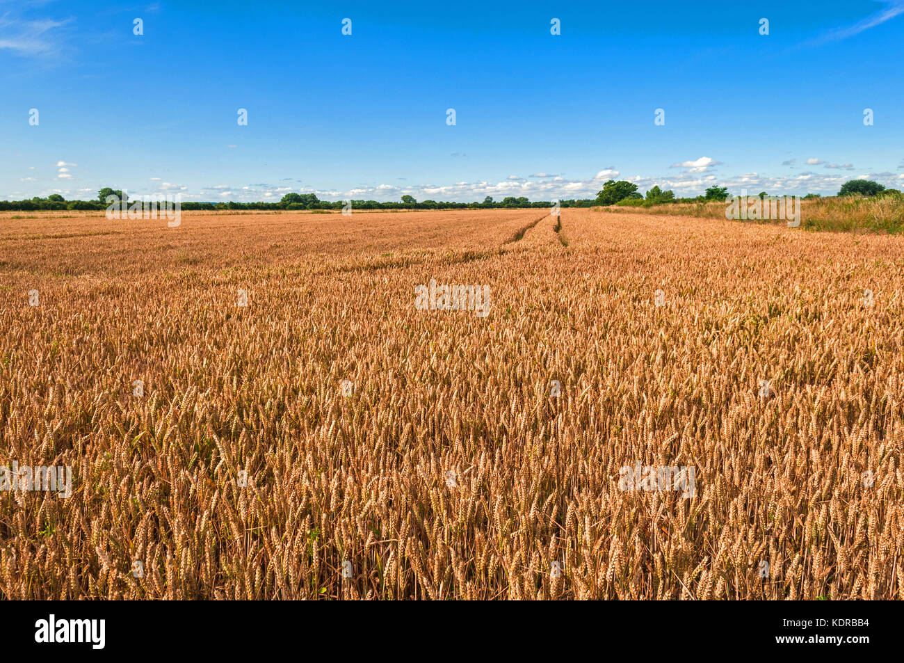 Wheat Field Red Poppies Stock Photo - Alamy