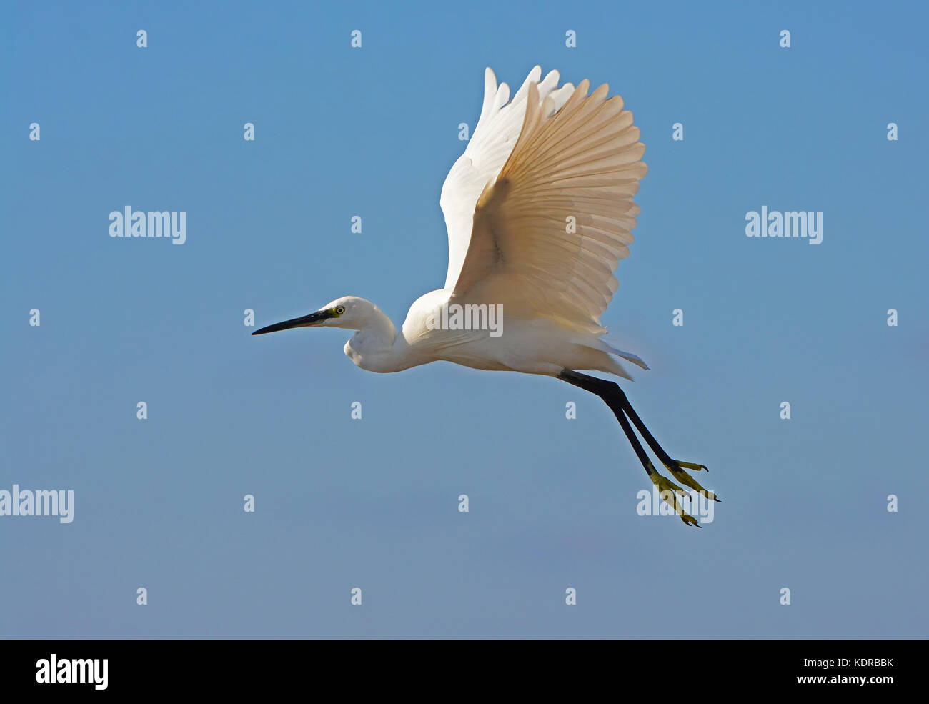 Side view white bird flying hi-res stock photography and images - Alamy