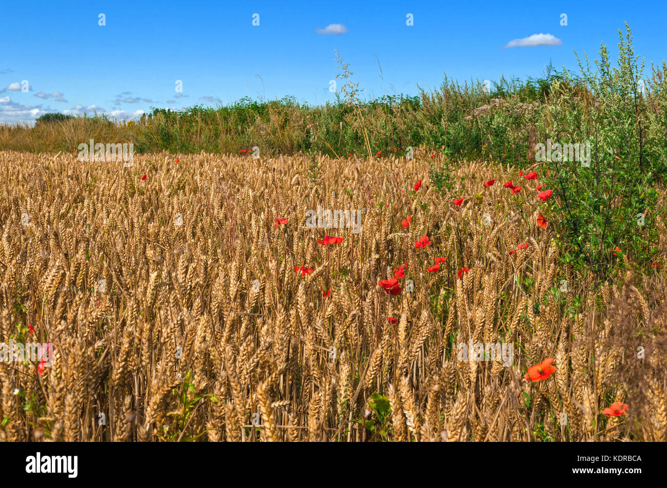Wheat Field Red Poppies Stock Photo - Alamy