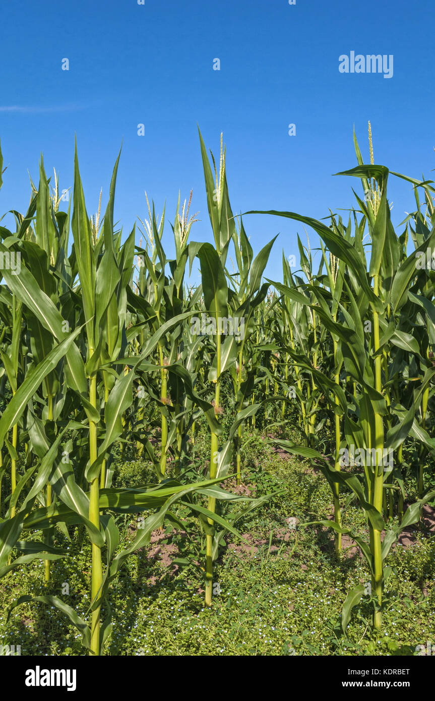 Corn Maize field blue sky background Stock Photo - Alamy